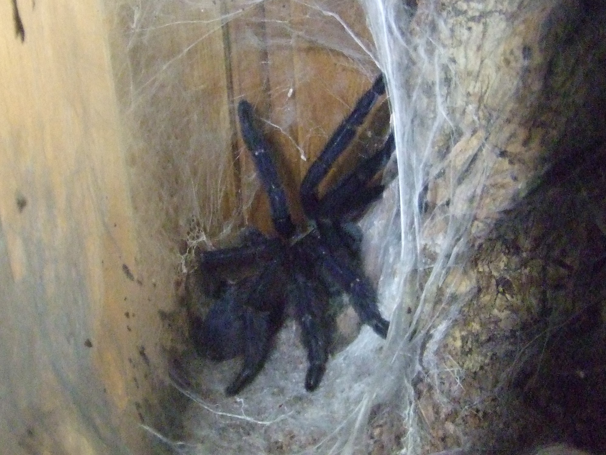 Tapinauchenius violaceus - Kutari | Tarantula Forum