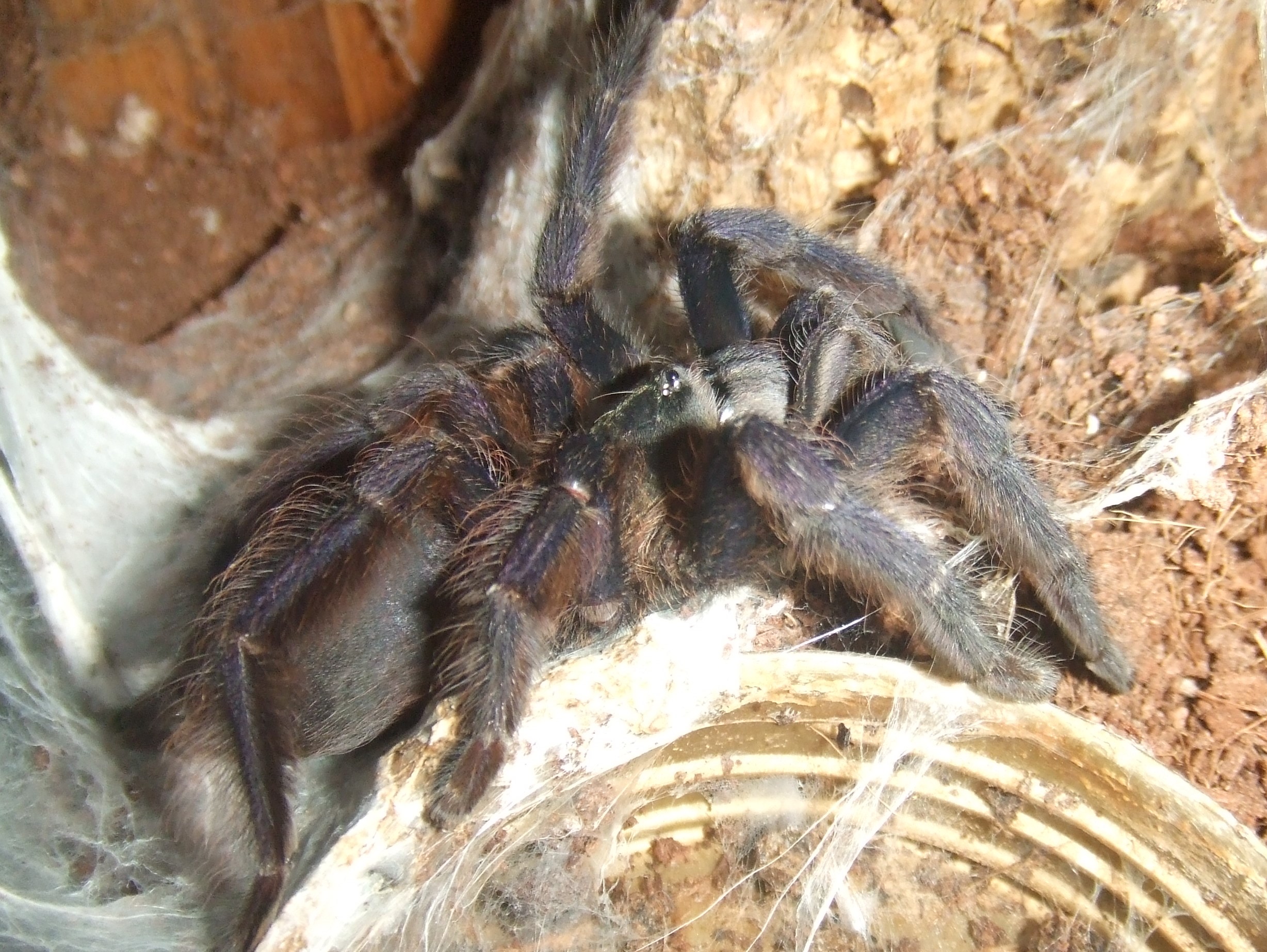Tapinauchenius violaceus - Kutari | Tarantula Forum