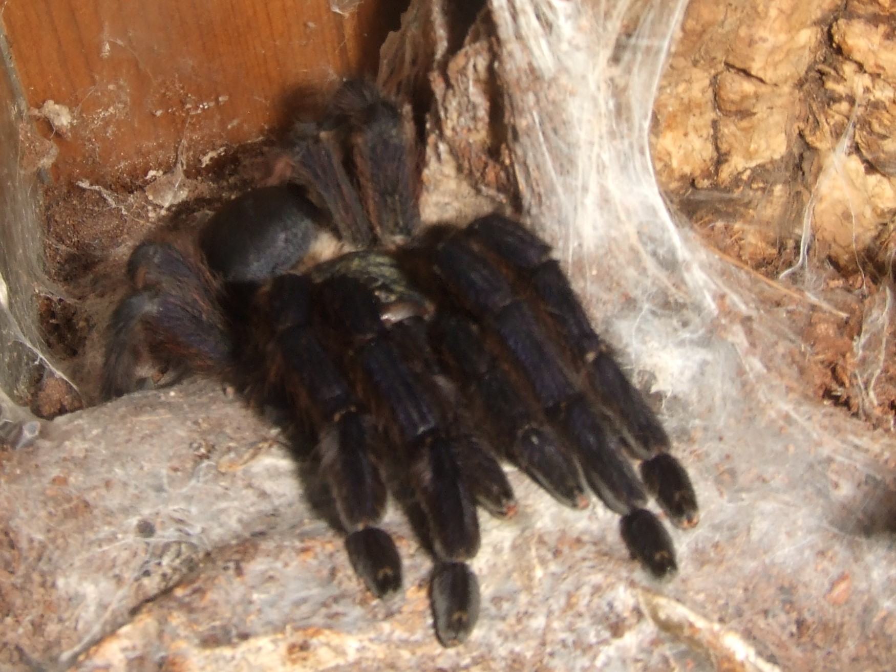 Tapinauchenius violaceus - Kutari | Tarantula Forum