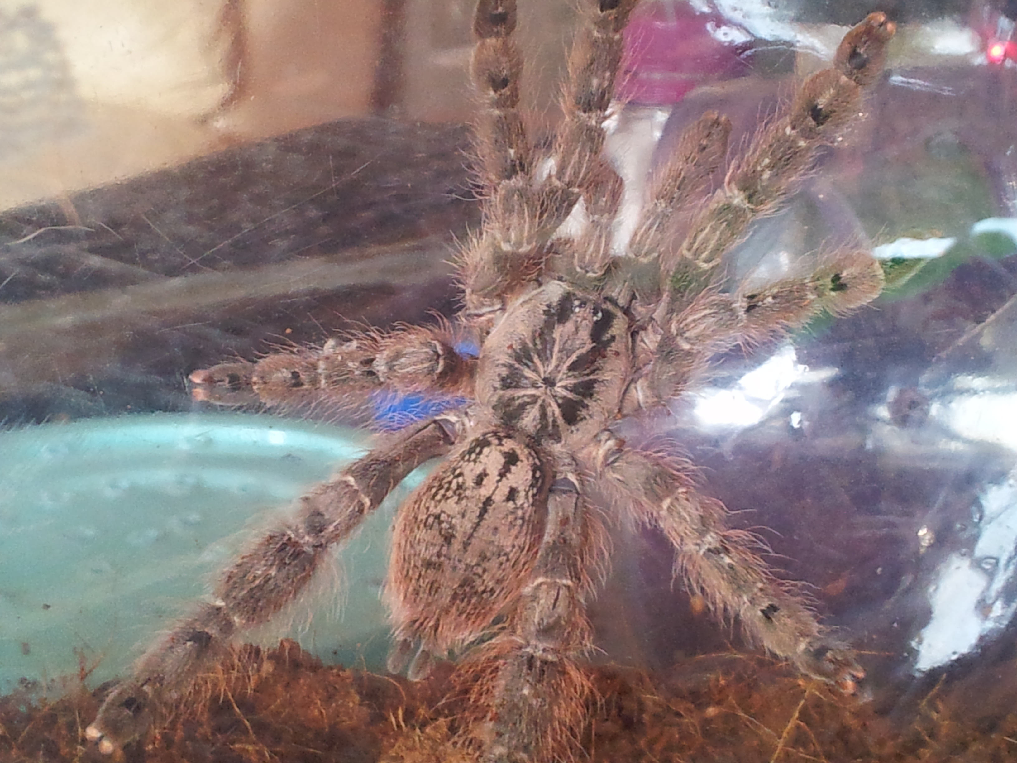 Tchamba..... H maculata | Tarantula Forum