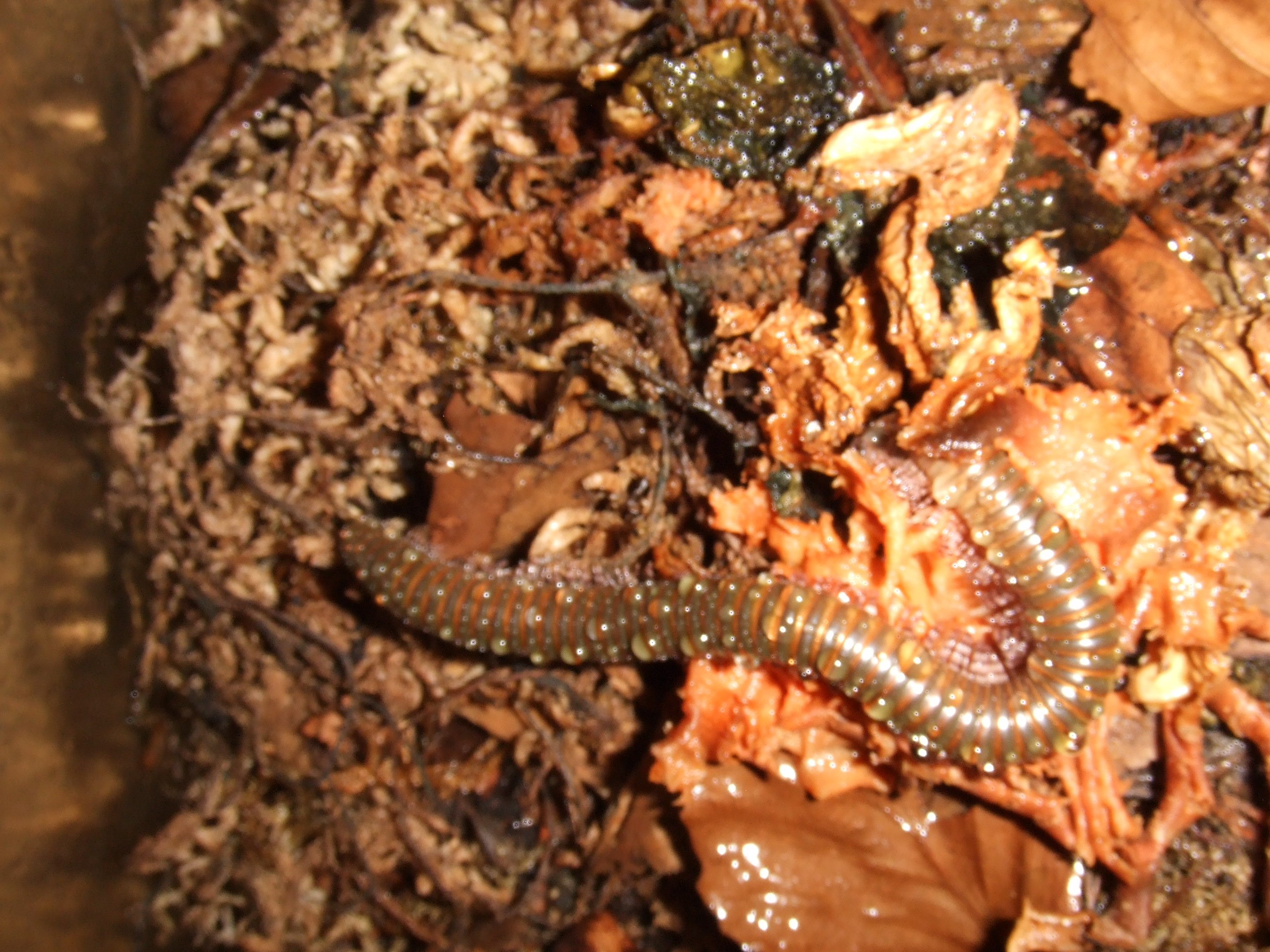 Telodeinopus aoutii (Skeleton Leg Millipede) - Legs | Tarantula Forum
