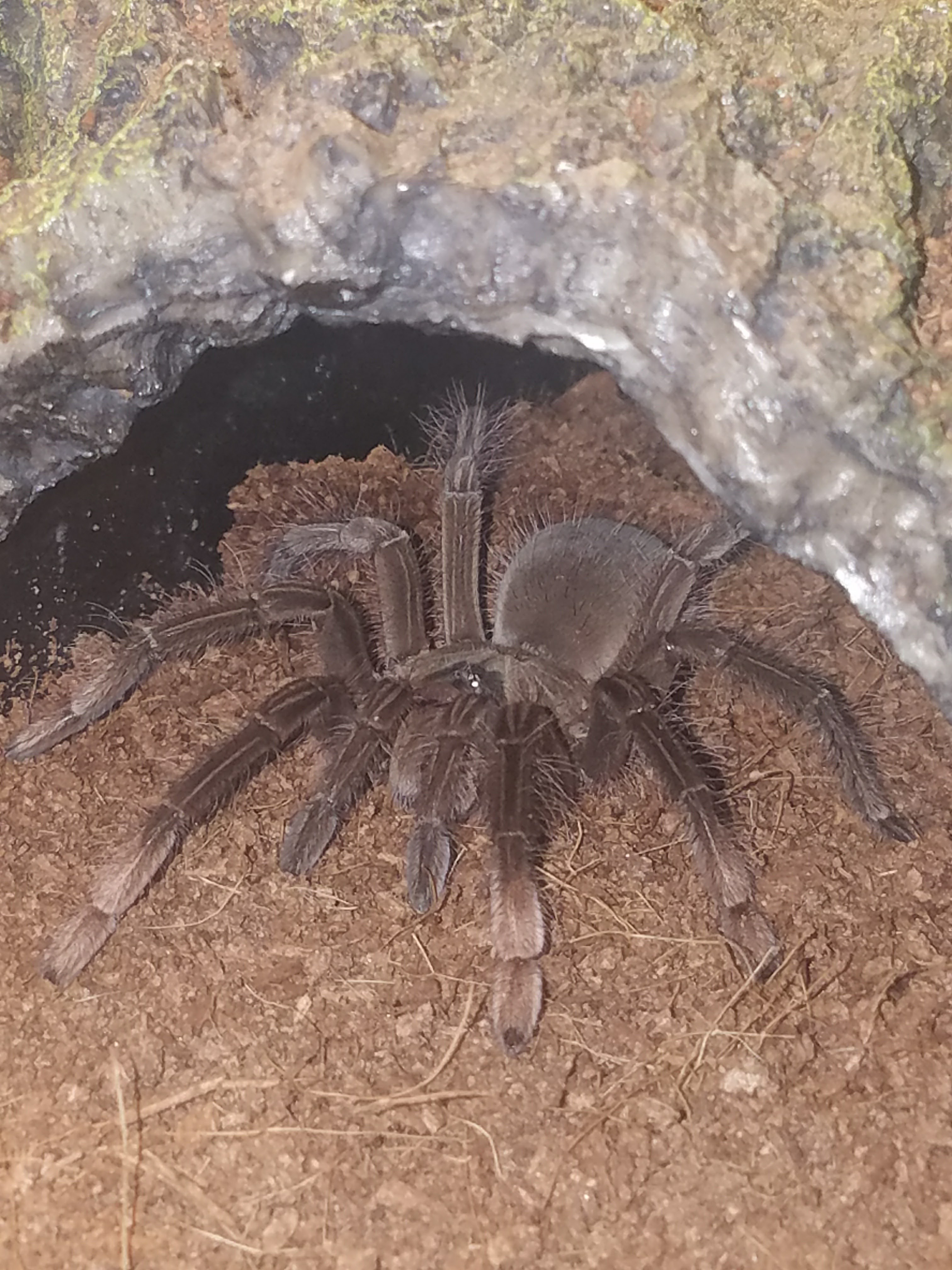 Theraphosa stirmi | Tarantula Forum