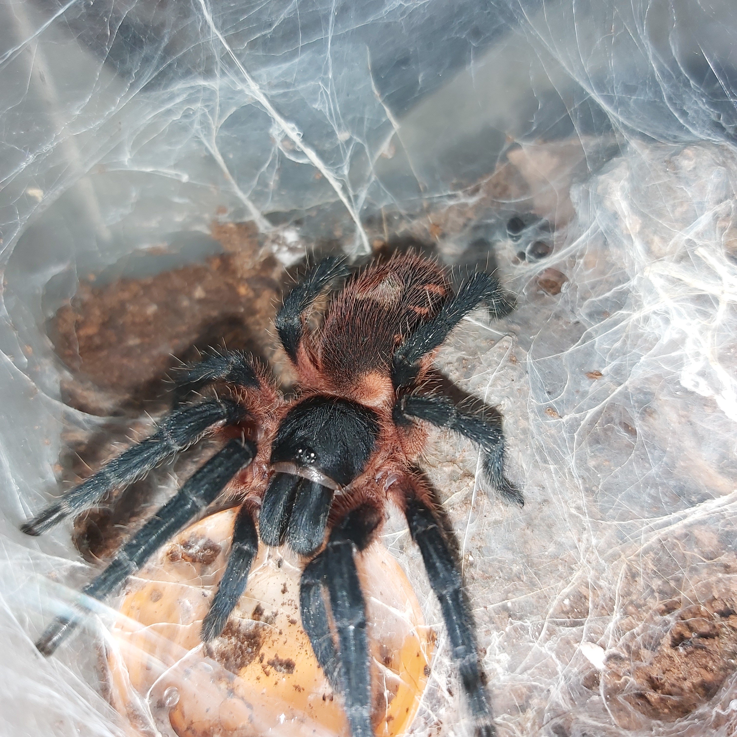 Theraphosidae sp. panama | Tarantula Forum