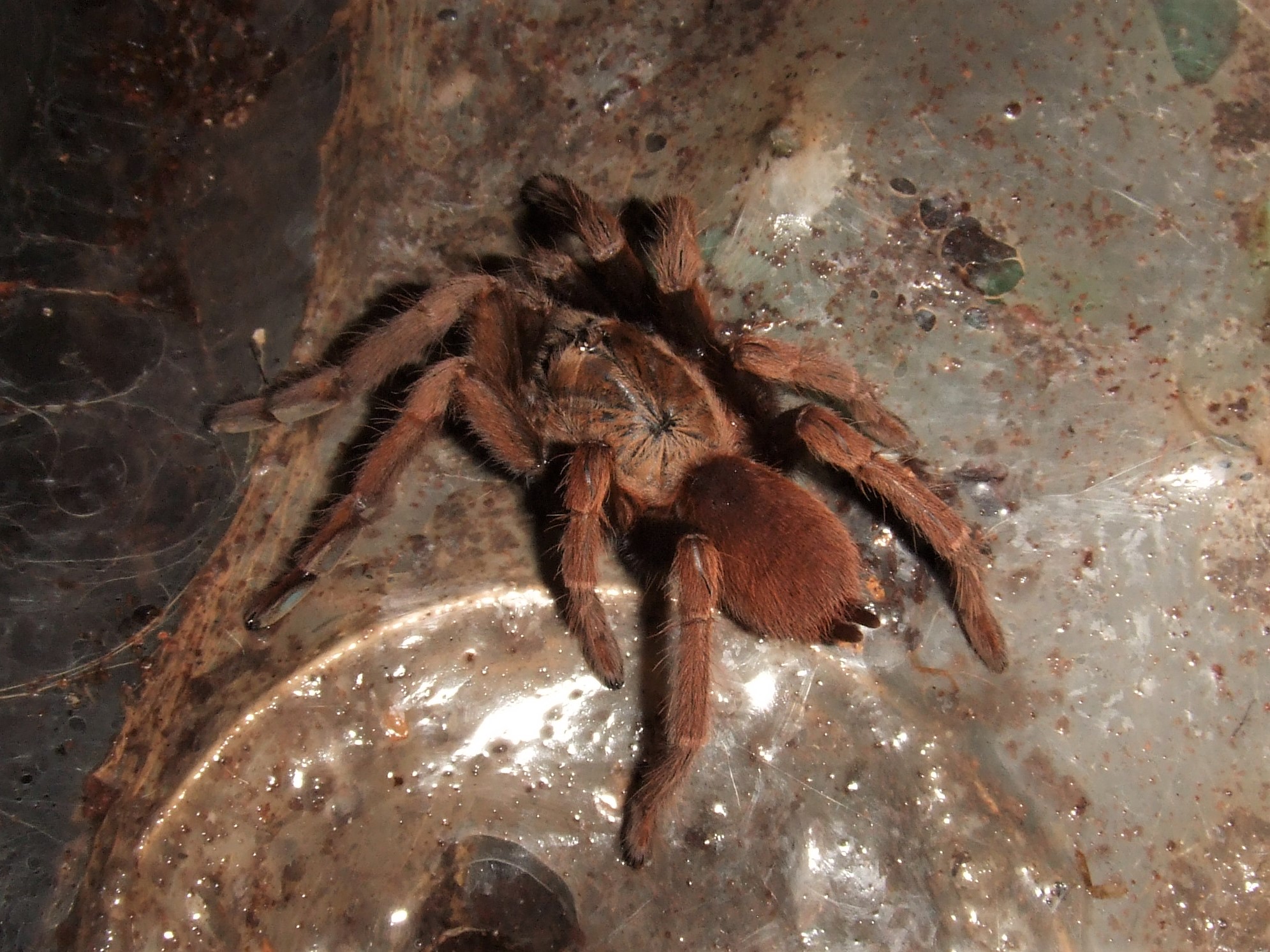 Thrigmopoeus insignis - Sirsi | Tarantula Forum