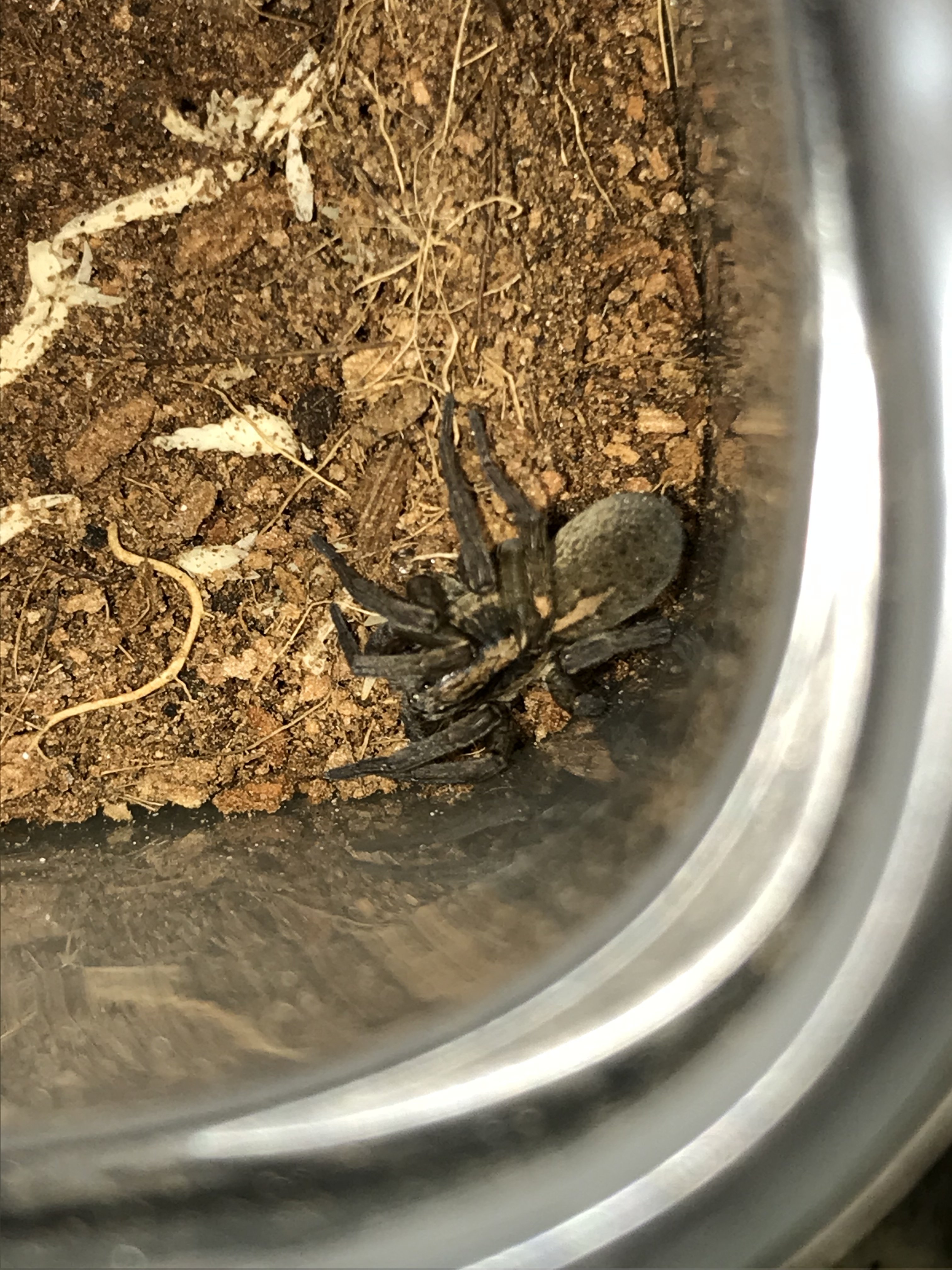 Tigrosa - Trochosa Possible Hybrid | Tarantula Forum