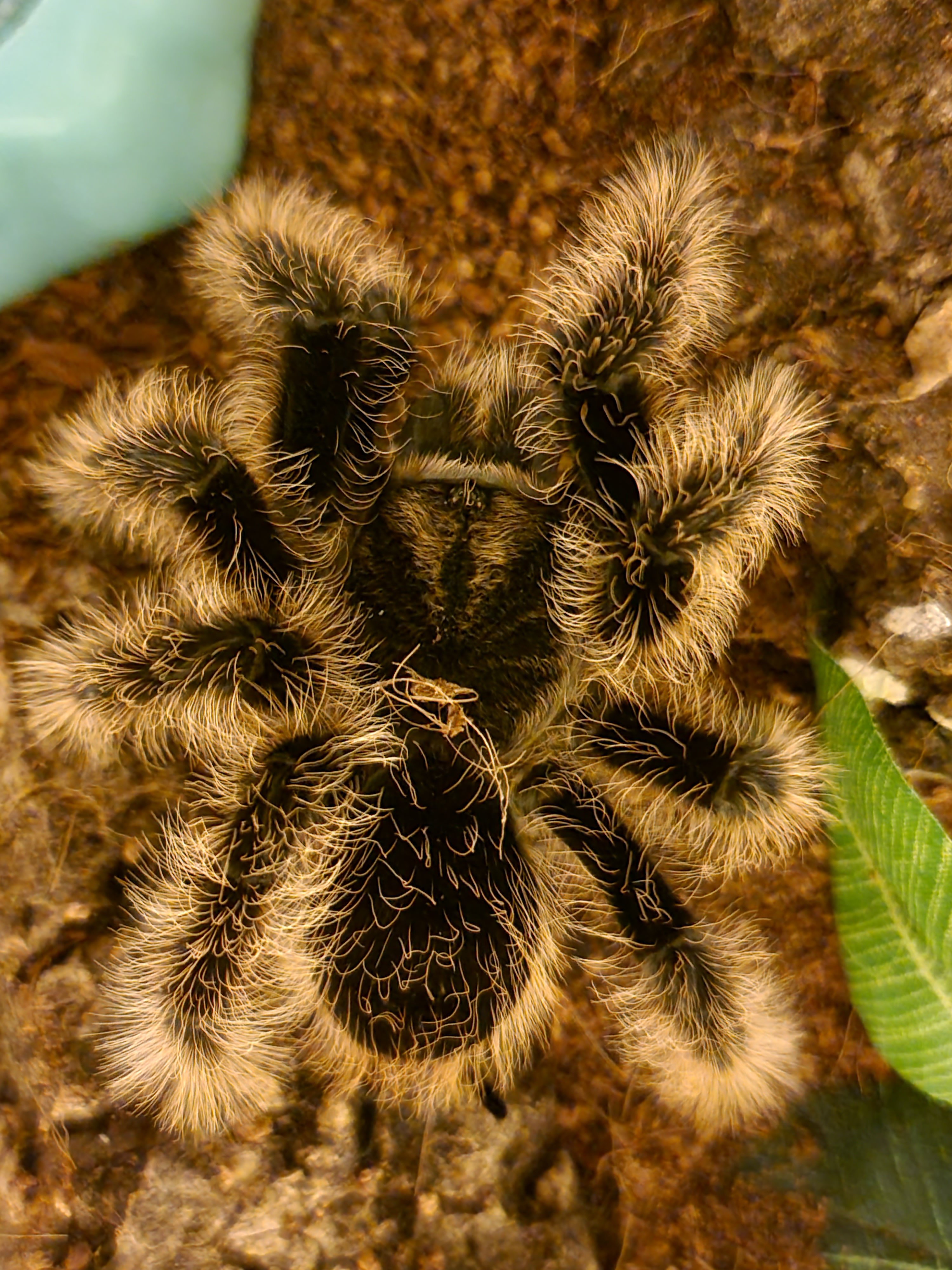 Tliltocatl Albopilosus | Tarantula Forum