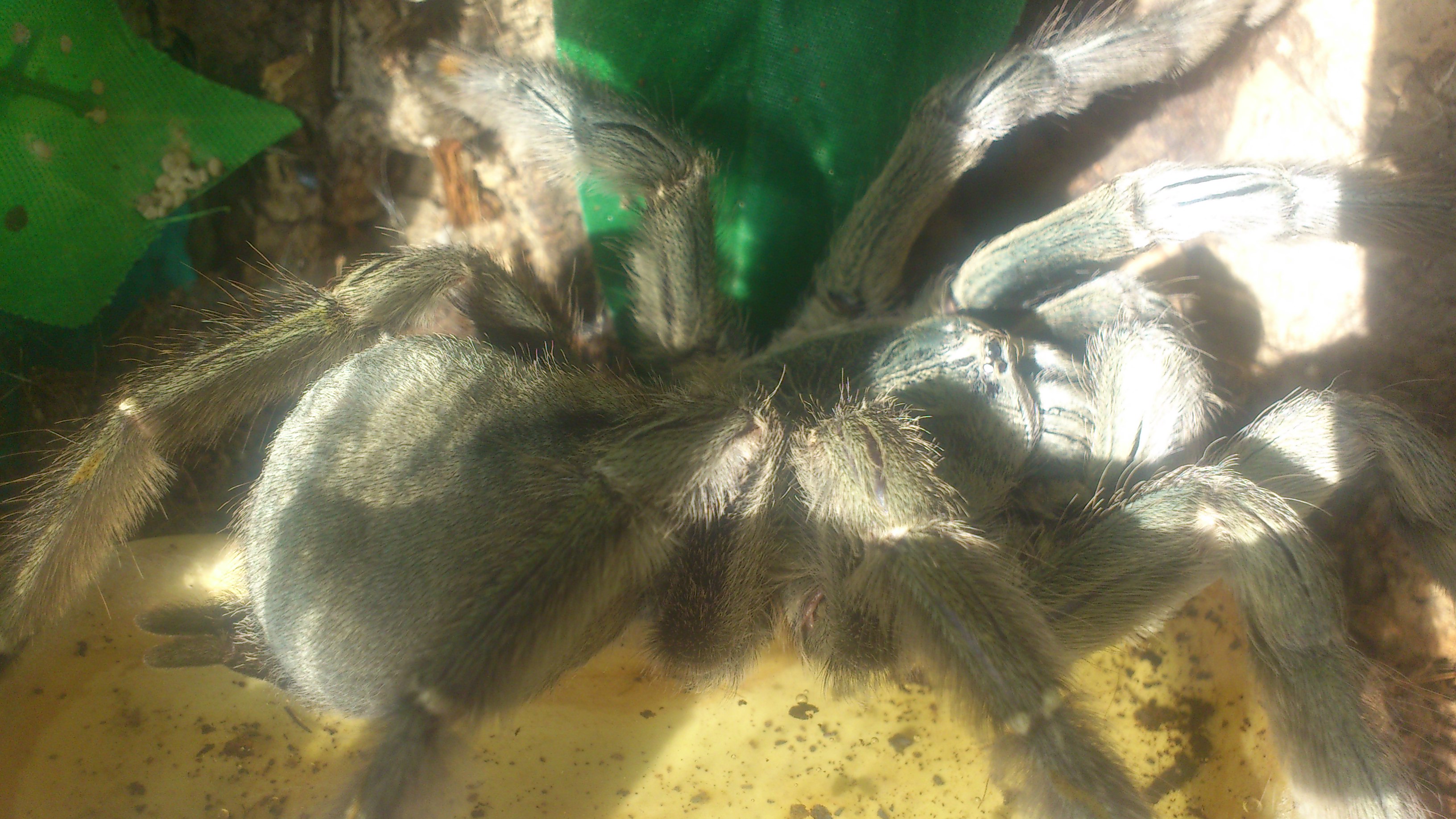 Toco..............Psalmopoeus cambridgei | Tarantula Forum