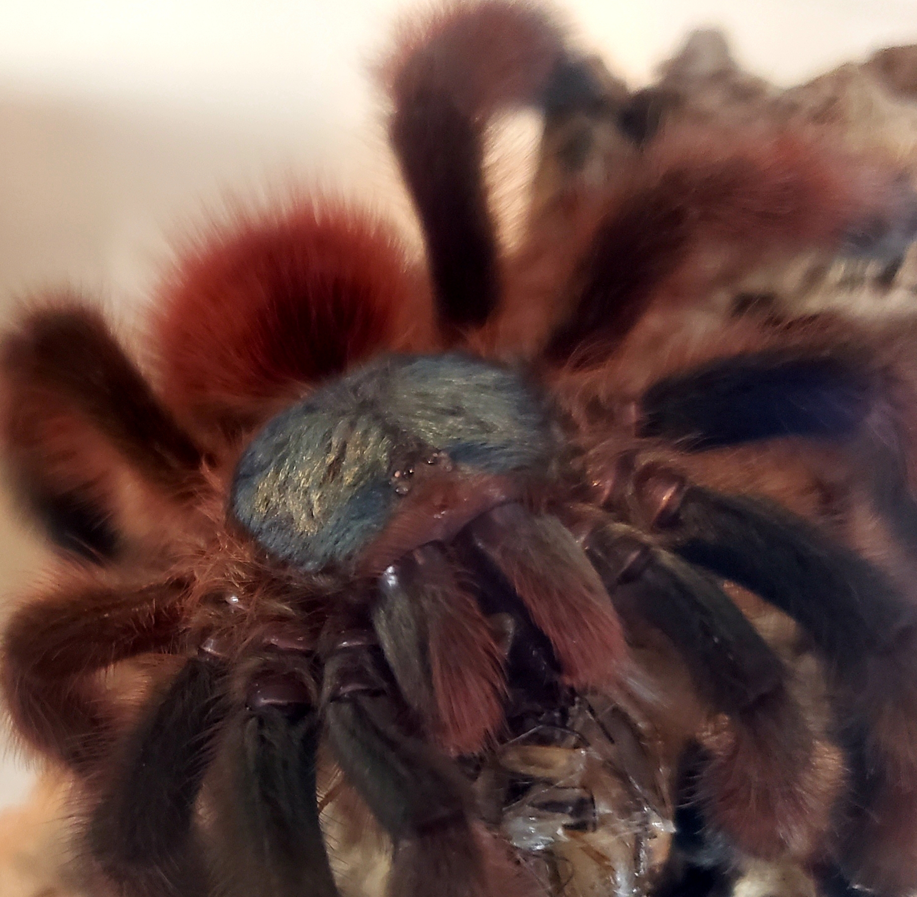 Versicolor | Tarantula Forum