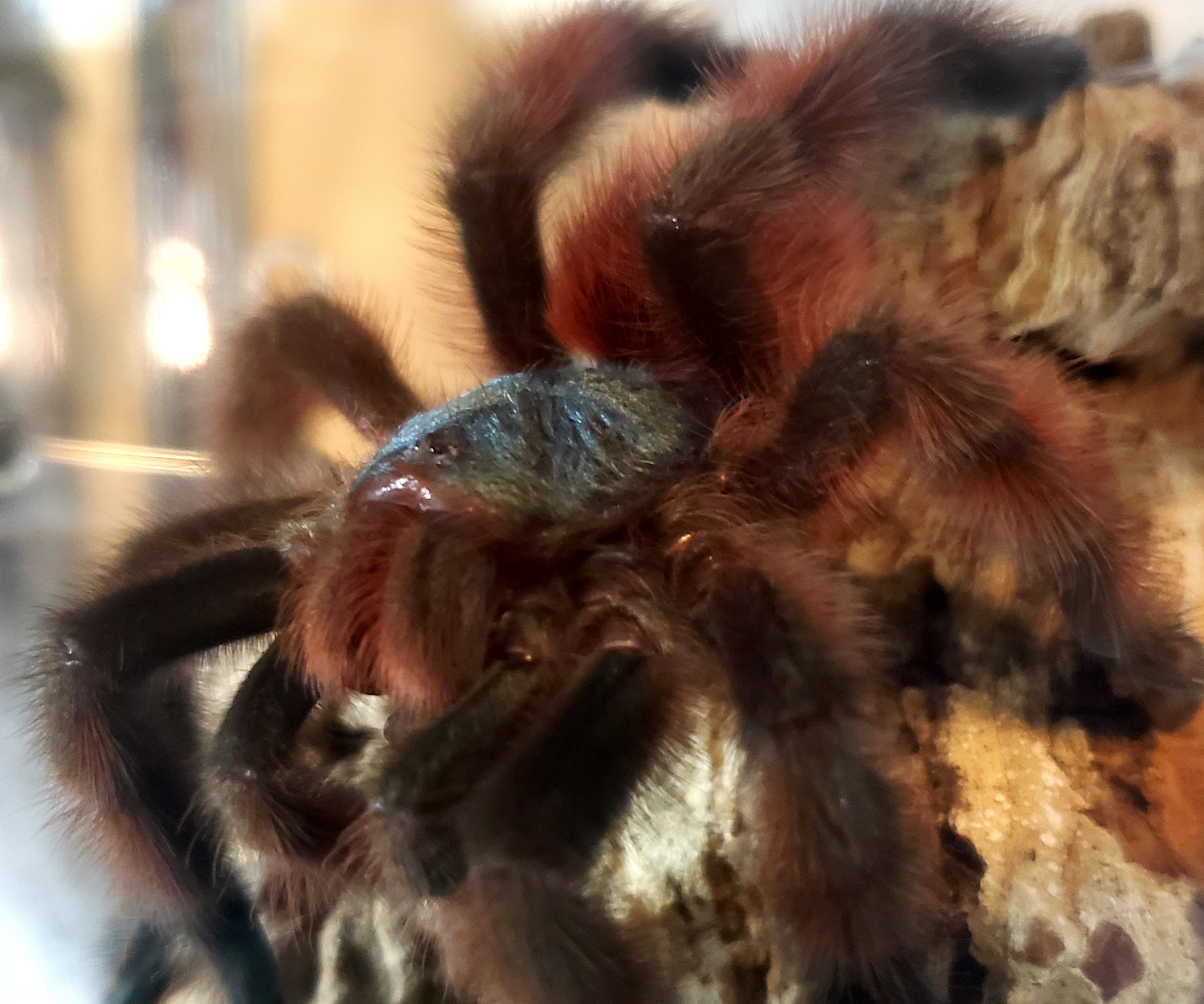 Versicolor | Tarantula Forum