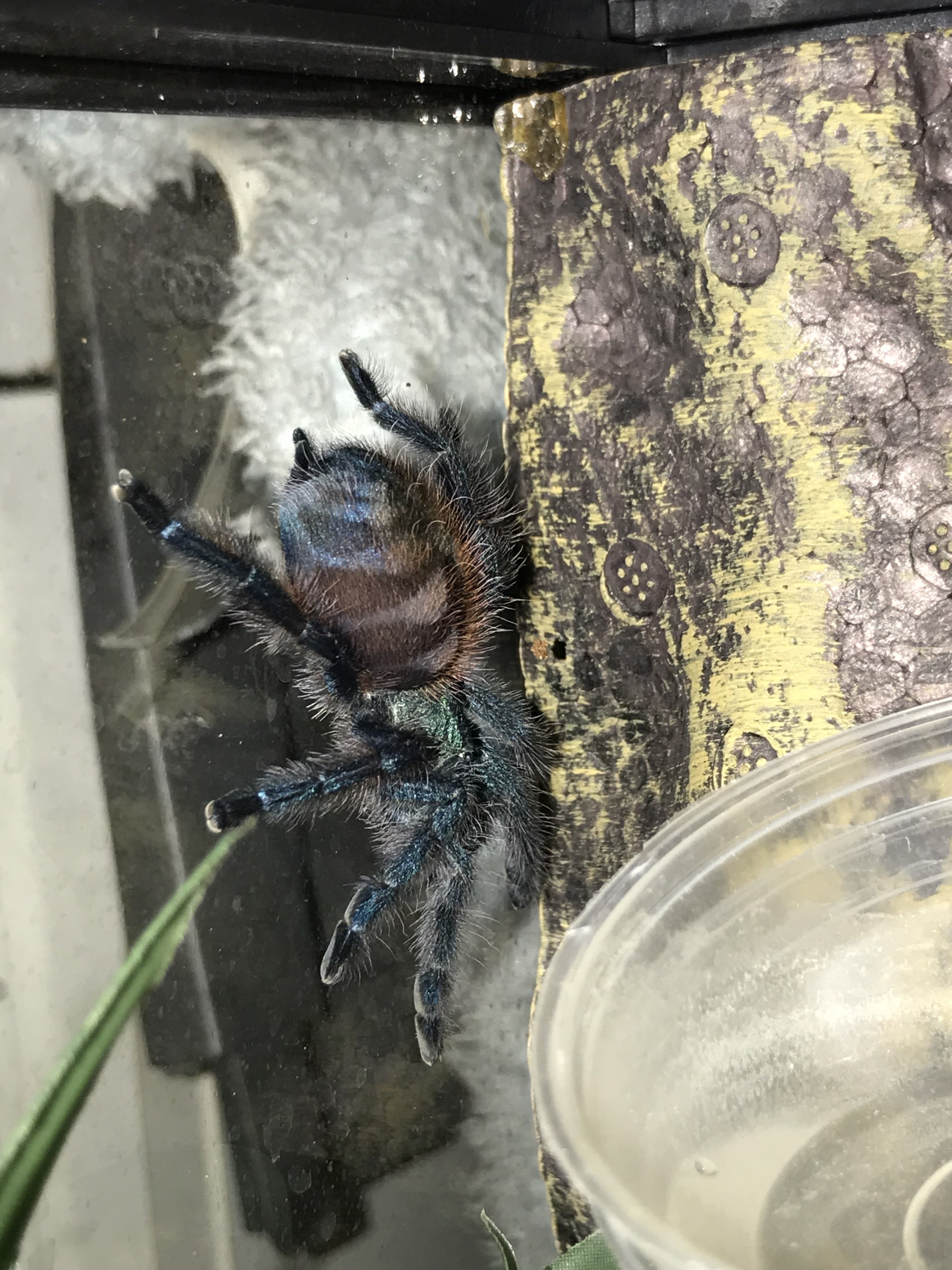 Versicolor | Tarantula Forum