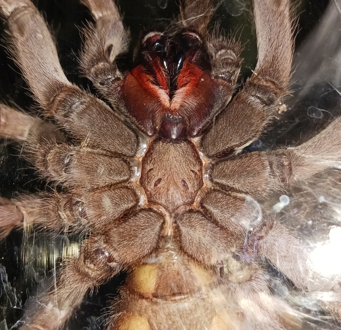 Walk | Tarantula Forum