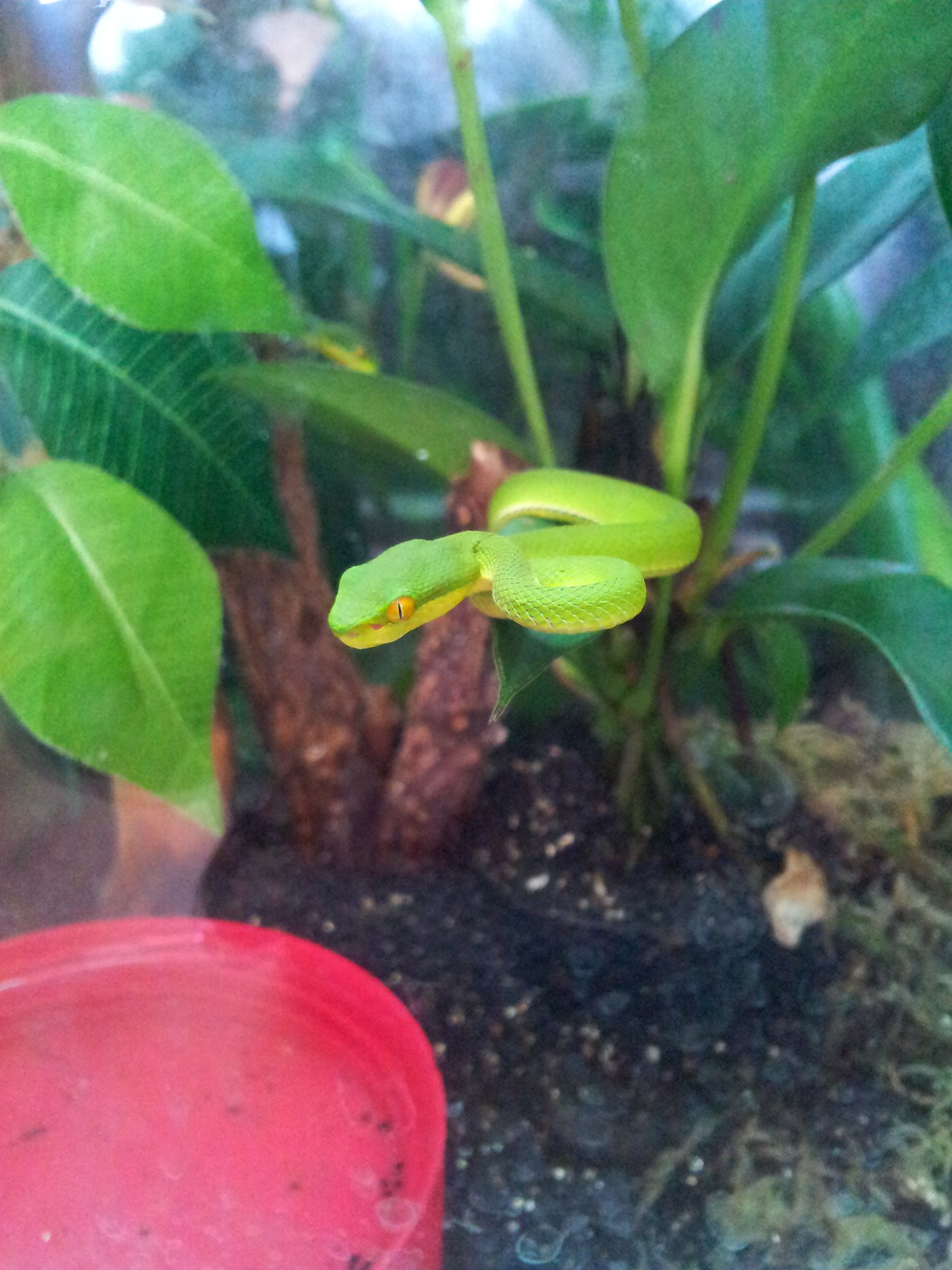 White Lipped Green Tree Pit Viper F Trimeresaurus albolabris ...