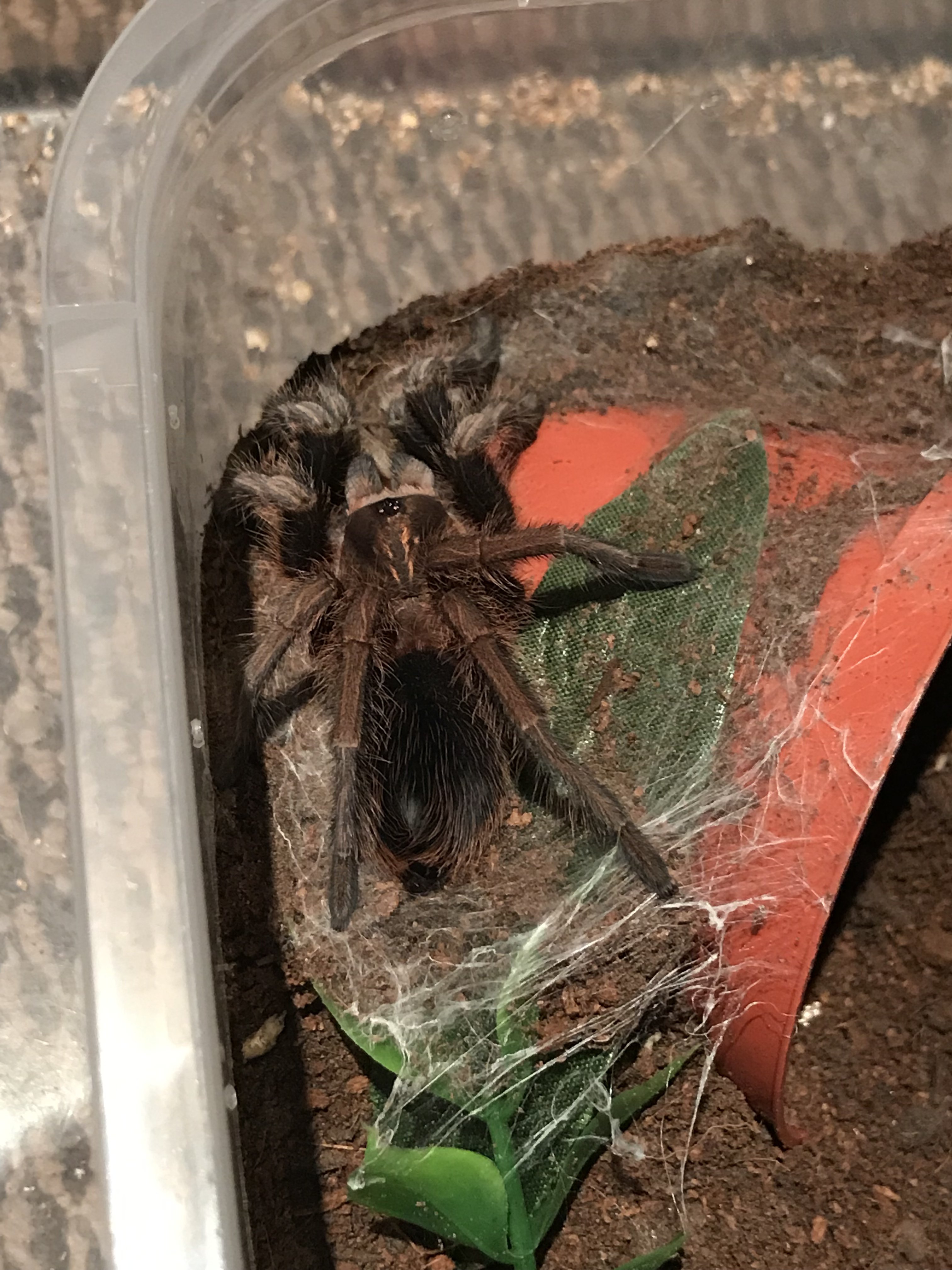 Young Male P. Cancerides | Tarantula Forum