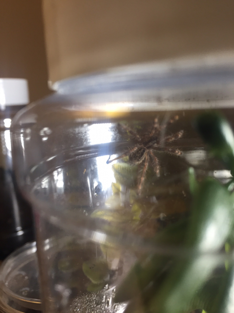 P.Vitatta sling, Ghost Ornamental | Tarantula Forum